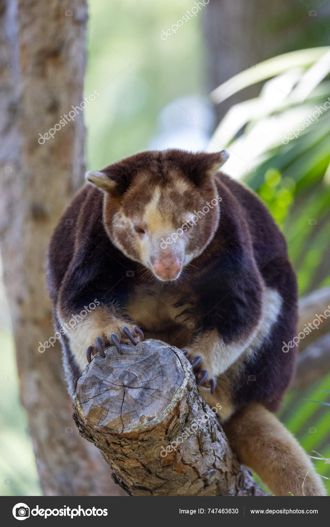 Close Mathschie's Tree Kangaroo — Stock Photo © jimbrownphotography ...