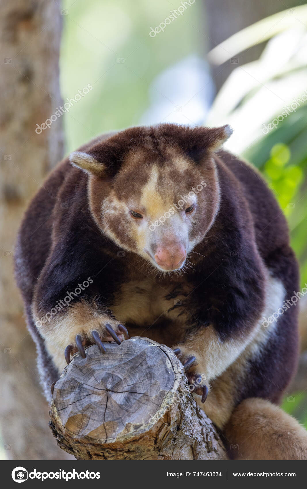 Close Mathschie's Tree Kangaroo — Stock Photo © jimbrownphotography ...