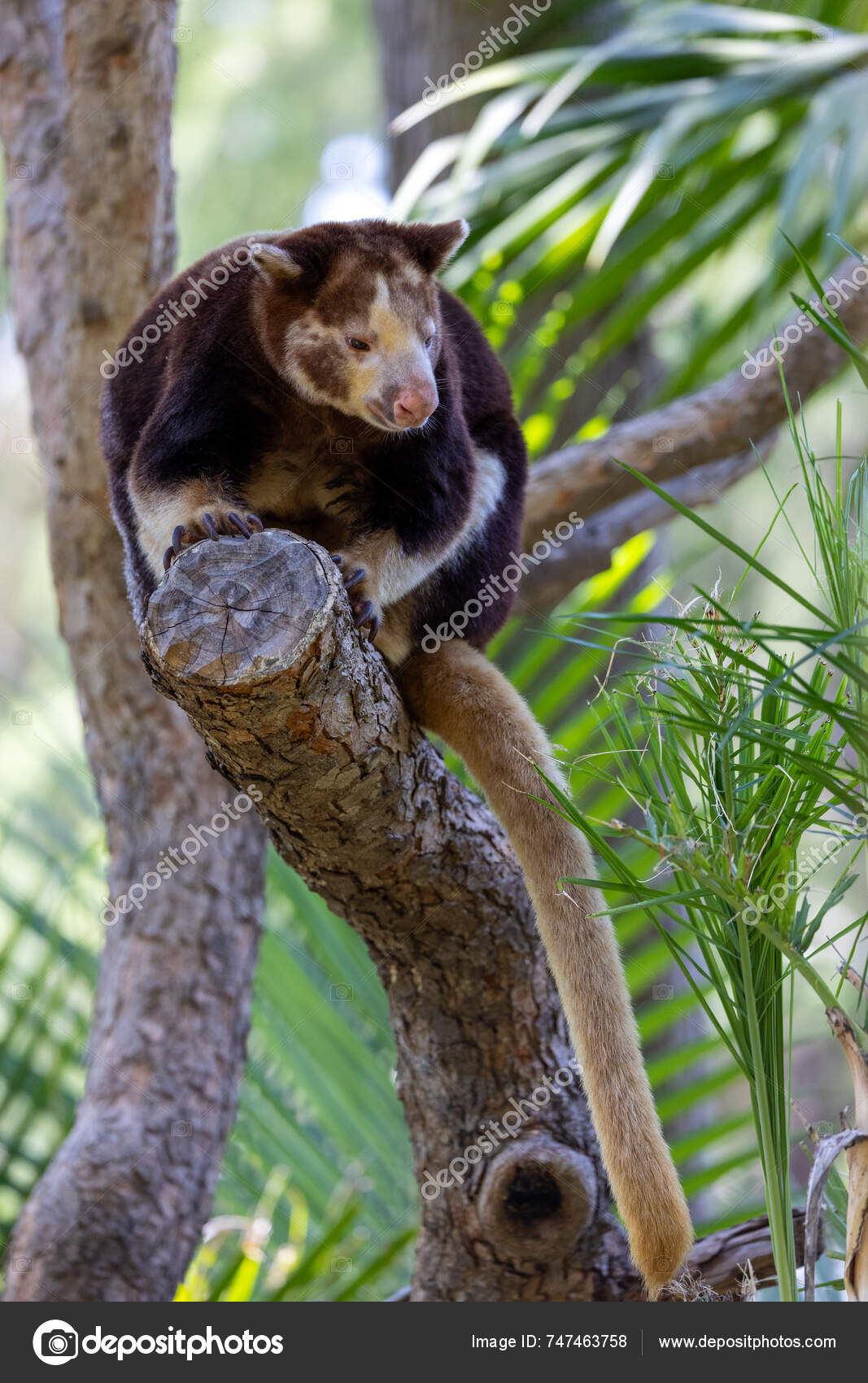 Primer Plano Del Canguro Del Árbol Mathschie — Foto de stock #747463758 ...