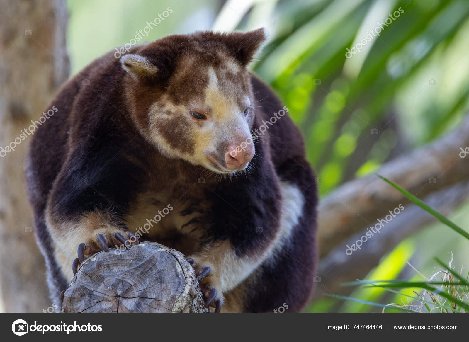 Close Mathschie's Tree Kangaroo — Stock Photo © jimbrownphotography ...