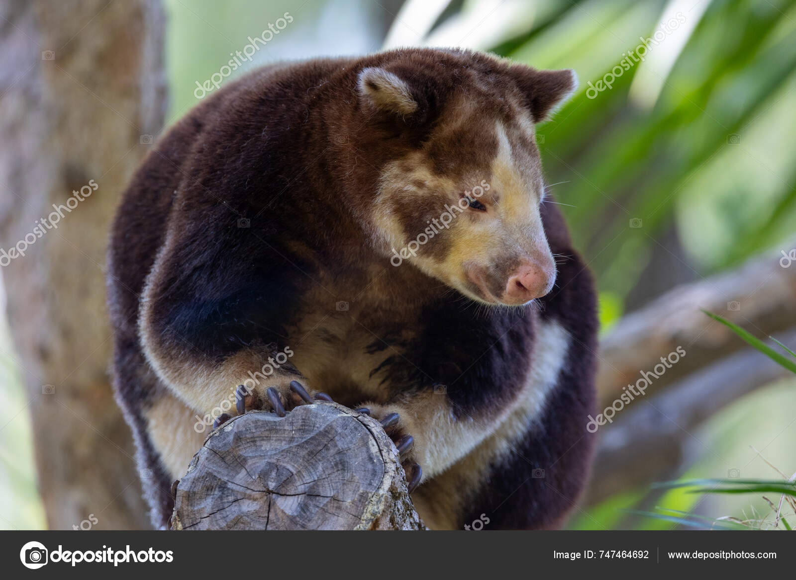 Close Mathschie's Tree Kangaroo — Stock Photo © jimbrownphotography ...