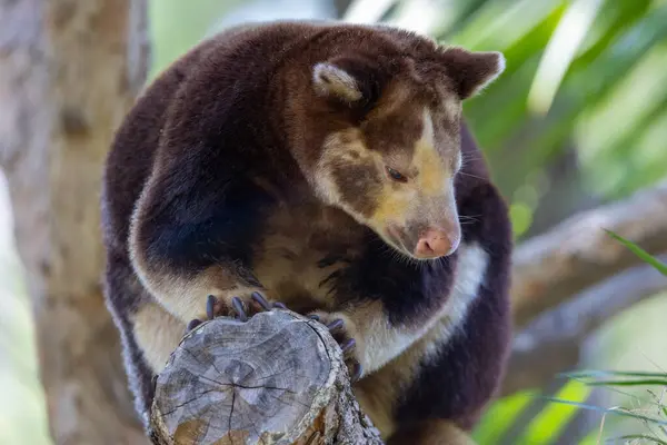 Foto kanguru pohon写真素材、ロイヤリティフリーFoto kanguru pohon画像|Depositphotos