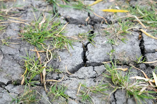 Summer drought. Summer without rain. Cracked earth from drought and som ...