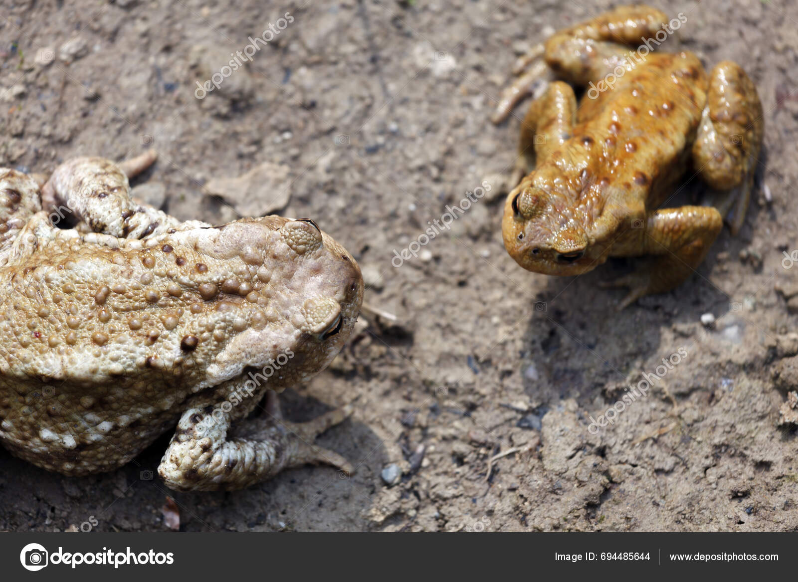 Male Female Common Toad European Frogs Matting Pre Process High — Stock ...