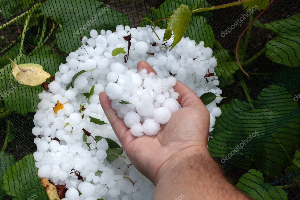 Man 's Hand Reveals Hailstones Trapped in Protective Nets (en inglés ...