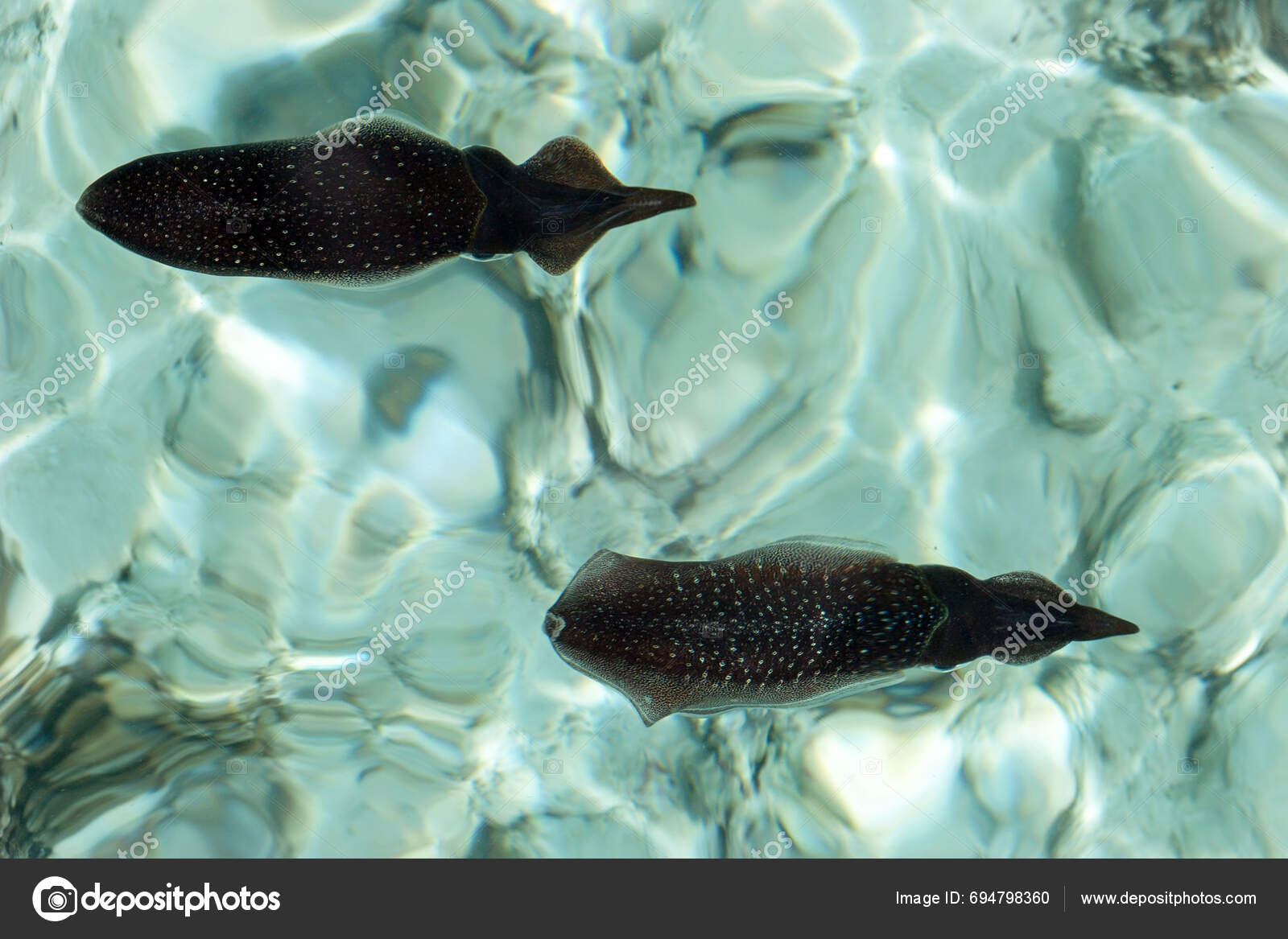 Pair Cuttlefish Marine Molluscs Order Sepiida Sea Water Surface Limpid ...
