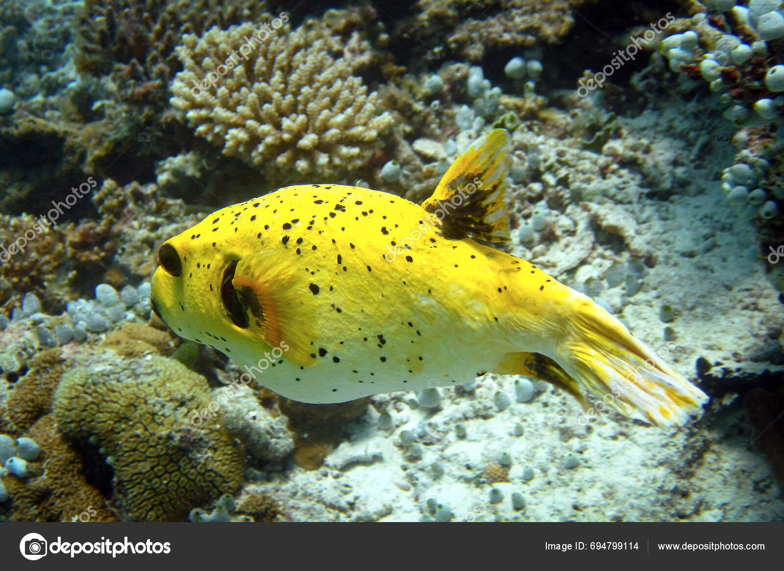 Black Spotted Pufferfish Arothron Nigropunctatus Yellow Variation ...