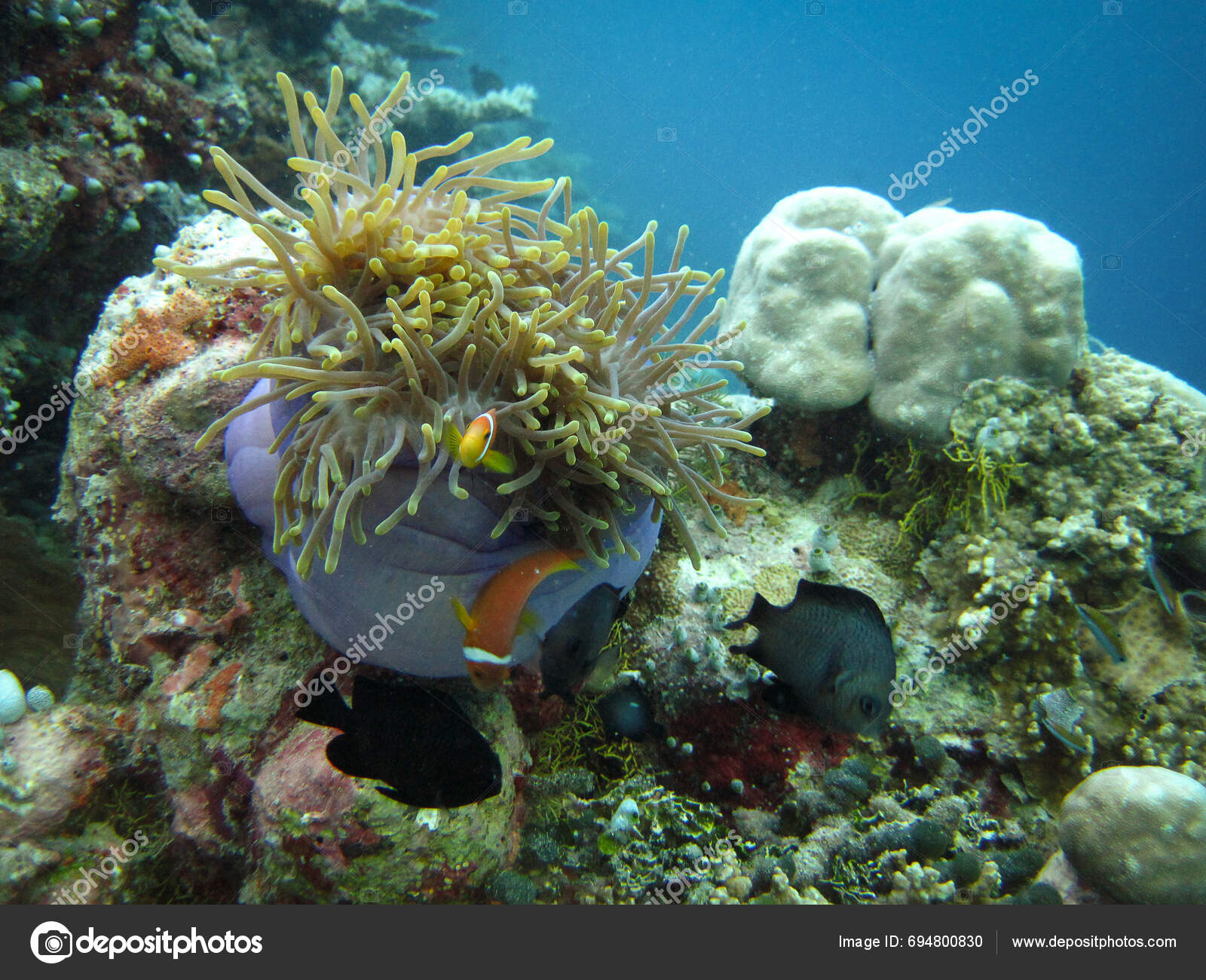 Magnificent Sea Anemone Heteractis Magnifica Ritteri Anemone Blackfoot ...