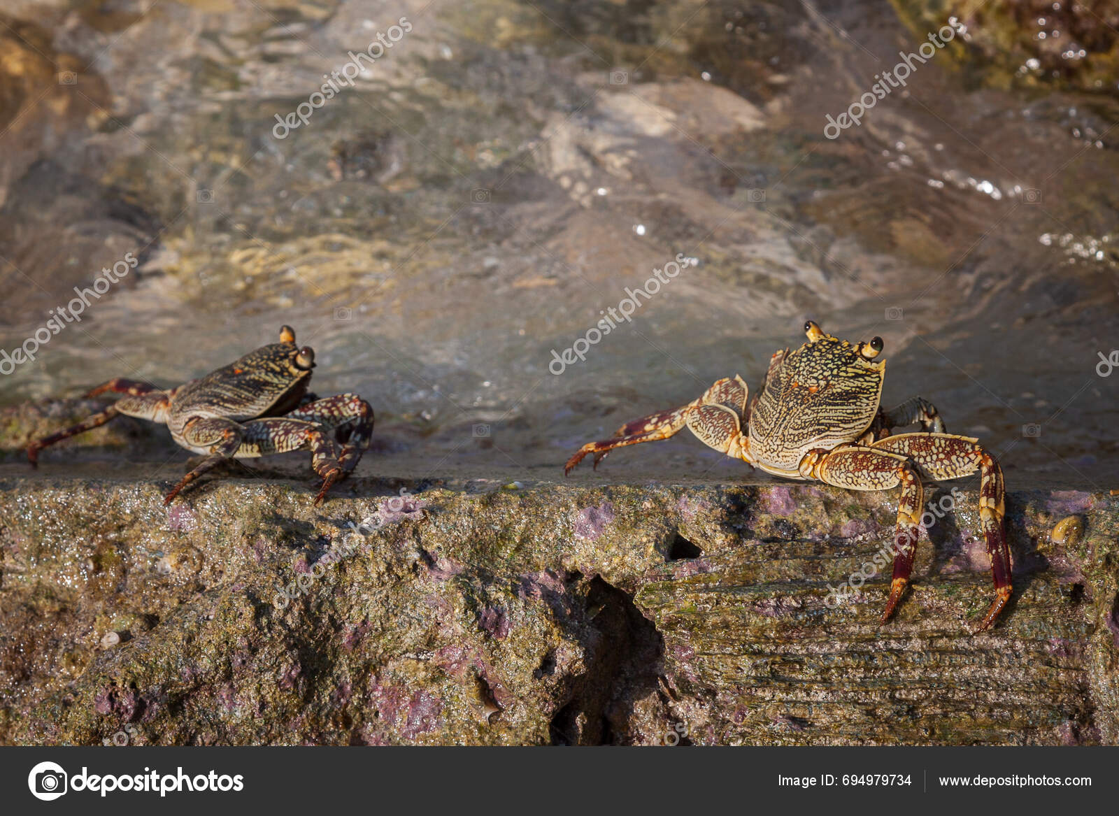 Rock Crabs Grapsus Albolineatus Coastline Maldives — Stock Photo ...