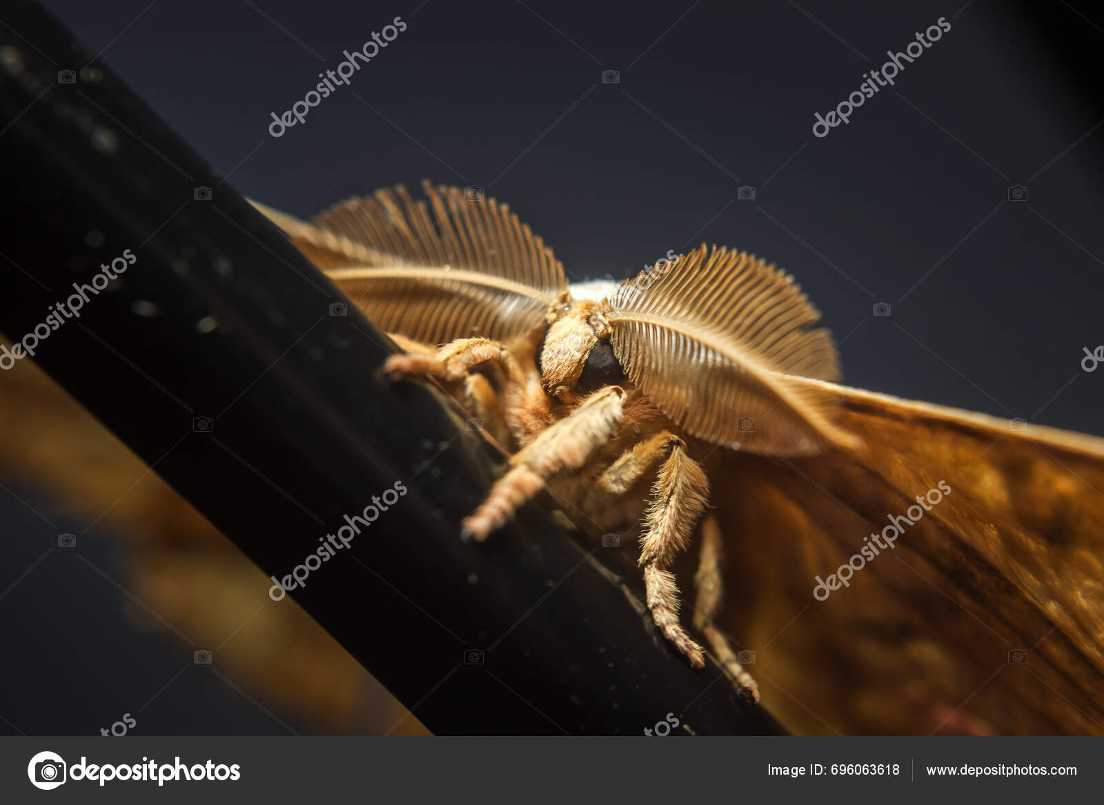Japanese Silk Moth Japanese Oak Silkmoth Antheraea Yamamai — Stock ...