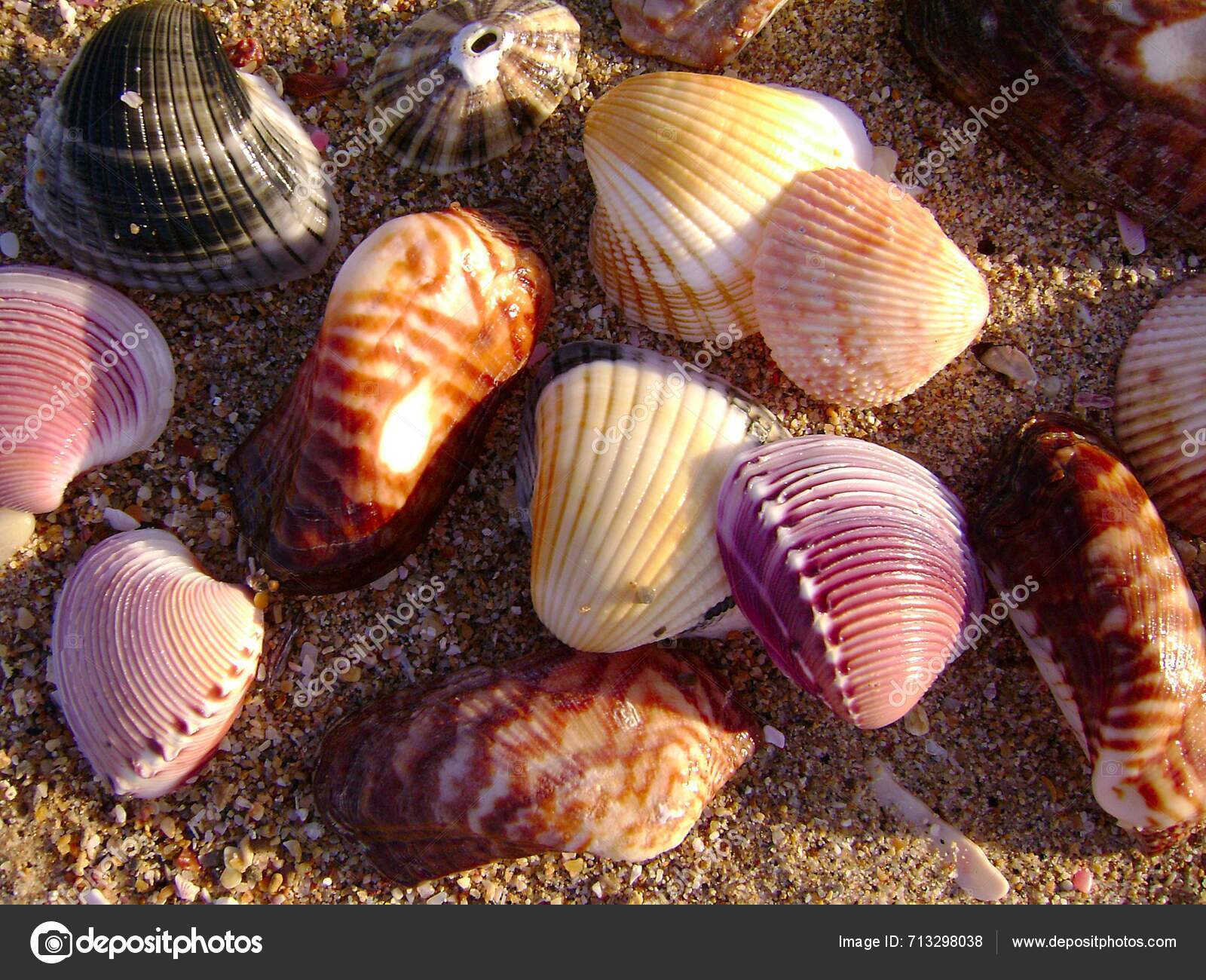 Sea Ashells Beach — Stock Photo © filippo.bilotti@gmail.com #713298038