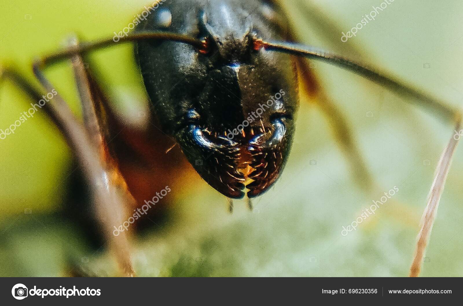 Macro Photo Red Queen Ant Portrait Ant Colony Closeup Zoom — Stock ...