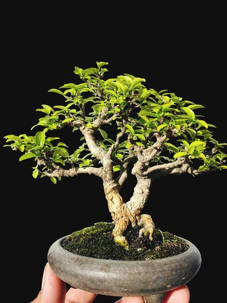 Bonsai tree Stock Photos, Royalty Free Bonsai tree Images | Depositphotos