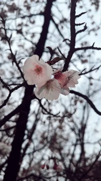 Cherry Blossom Tree Tumblr Background