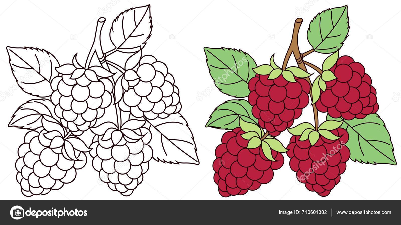 Cute Kawaii Raspberries Coloring Page Vector Illustration Stock Vector ...