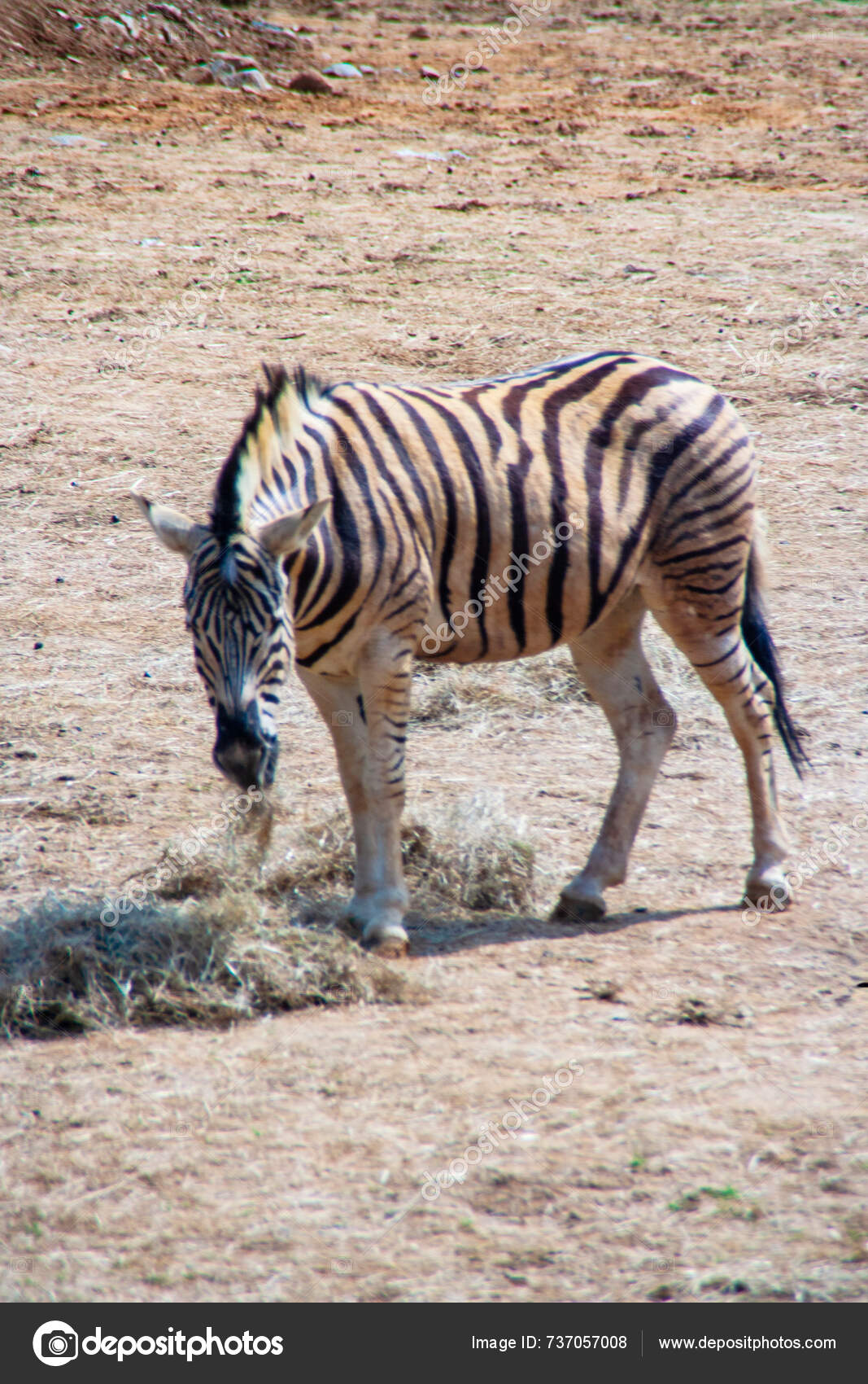 Portrait View Single Zebra Eating Hay High Quality Photo — Stock Photo ...