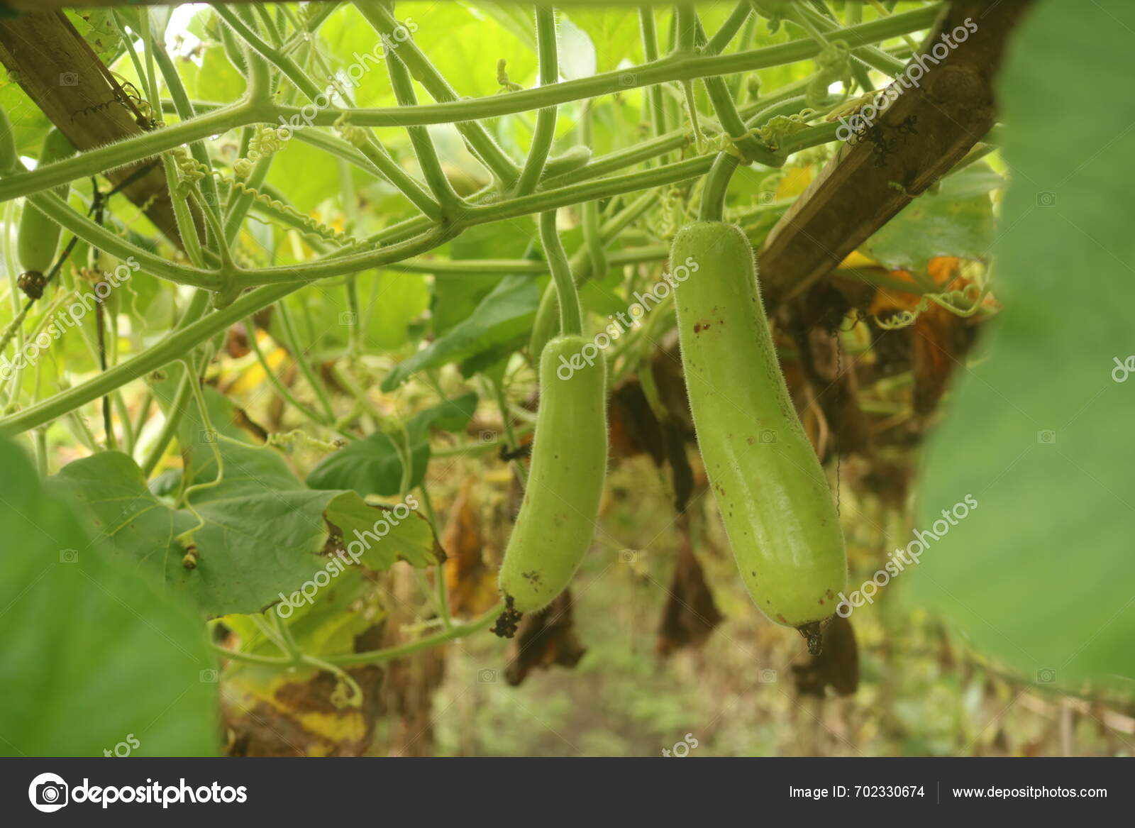 Pumpkin Vegetable English Known Bottle Gourd Calabash Bottle Gourd Has ...