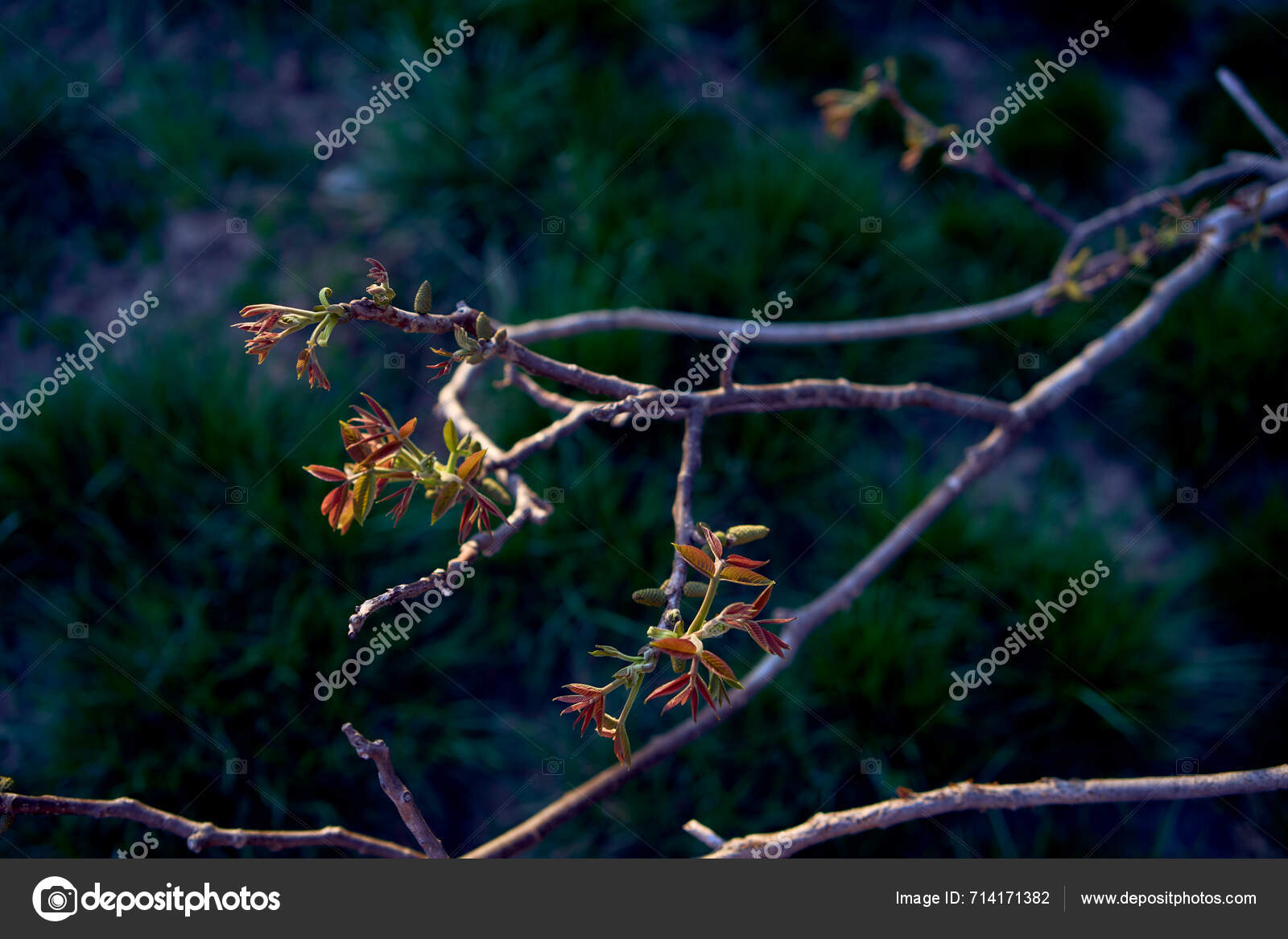 First Spring Sprouts Walnut Tree — Stock Photo © vicky.antre #714171382