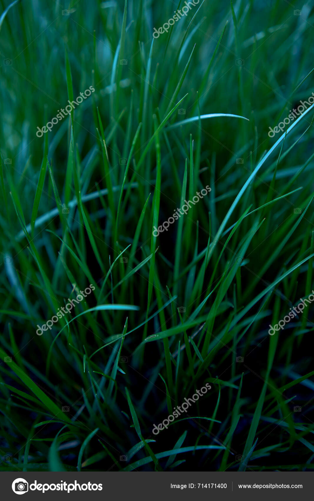 Texture Fresh Green Grass Background — Stock Photo © vicky.antre #714171400
