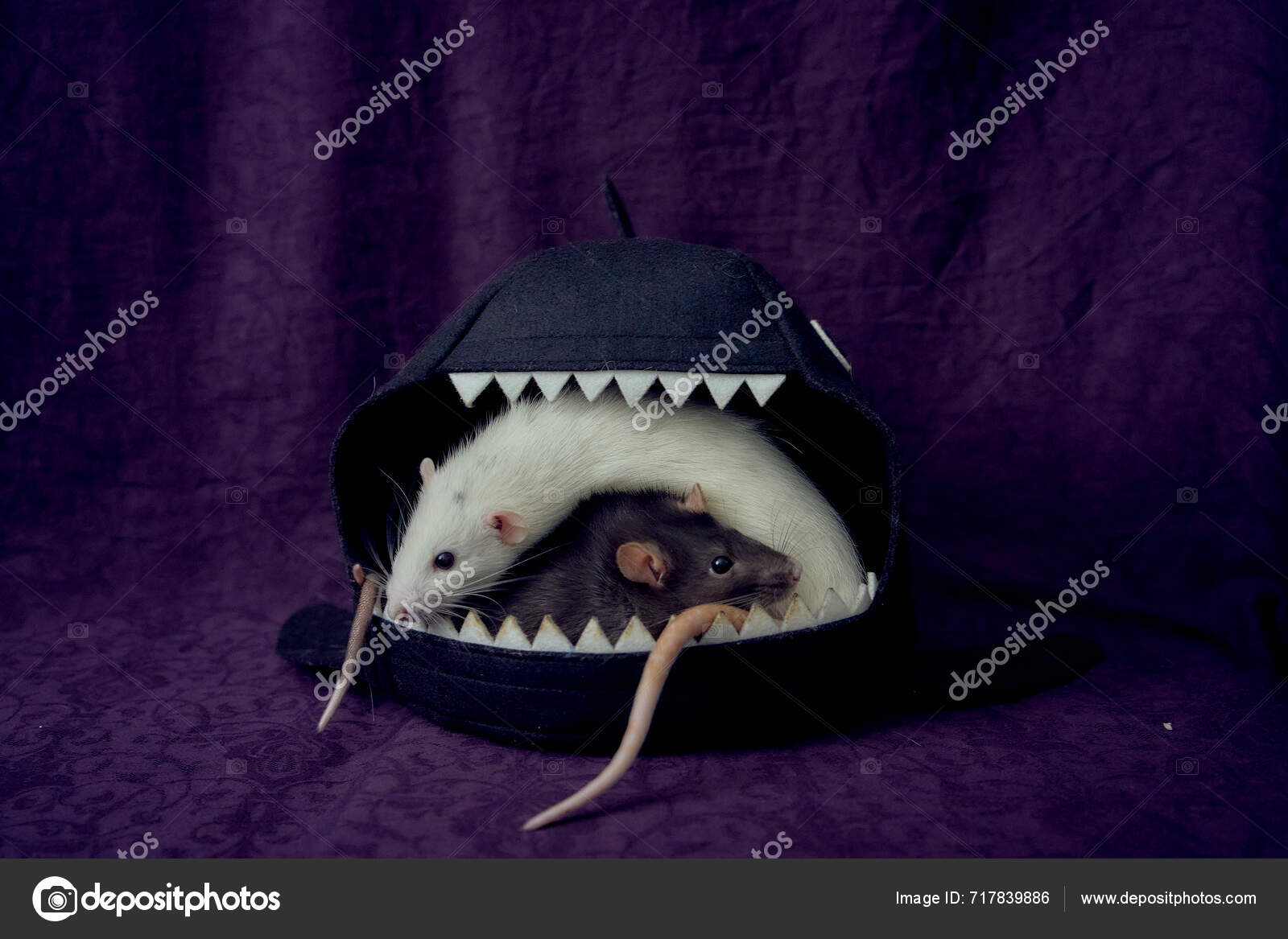 Inquisitive Pet Rats Run Bed House Shape Shark — Stock Photo © vicky ...