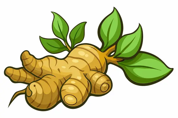 Ginger Vector Images | Depositphotos