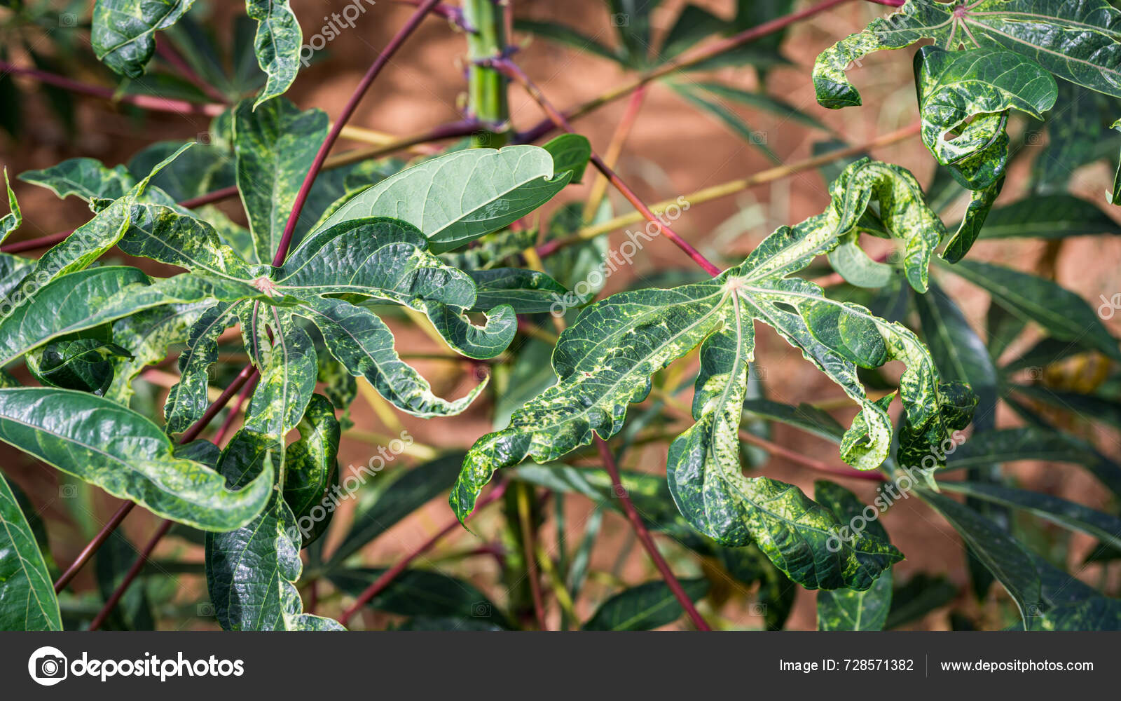 Primer Plano Las Hojas Yuca Infectadas Con Enfermedad Del Mosaico — Foto de stock © NiphoPittaya ...