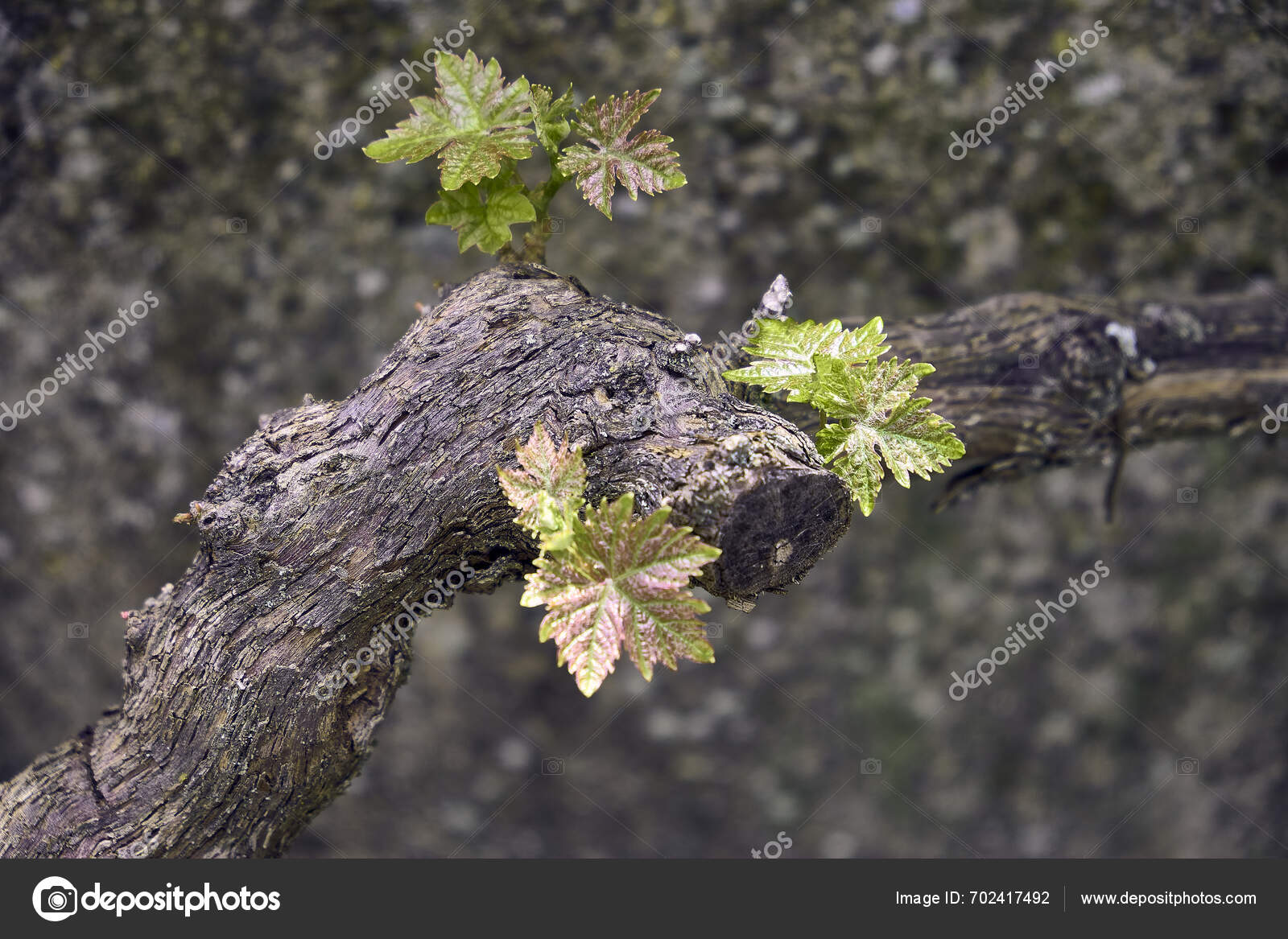 Focus Grapevine Vitis Vinifera Lichen Texture Background — Stock Photo ...