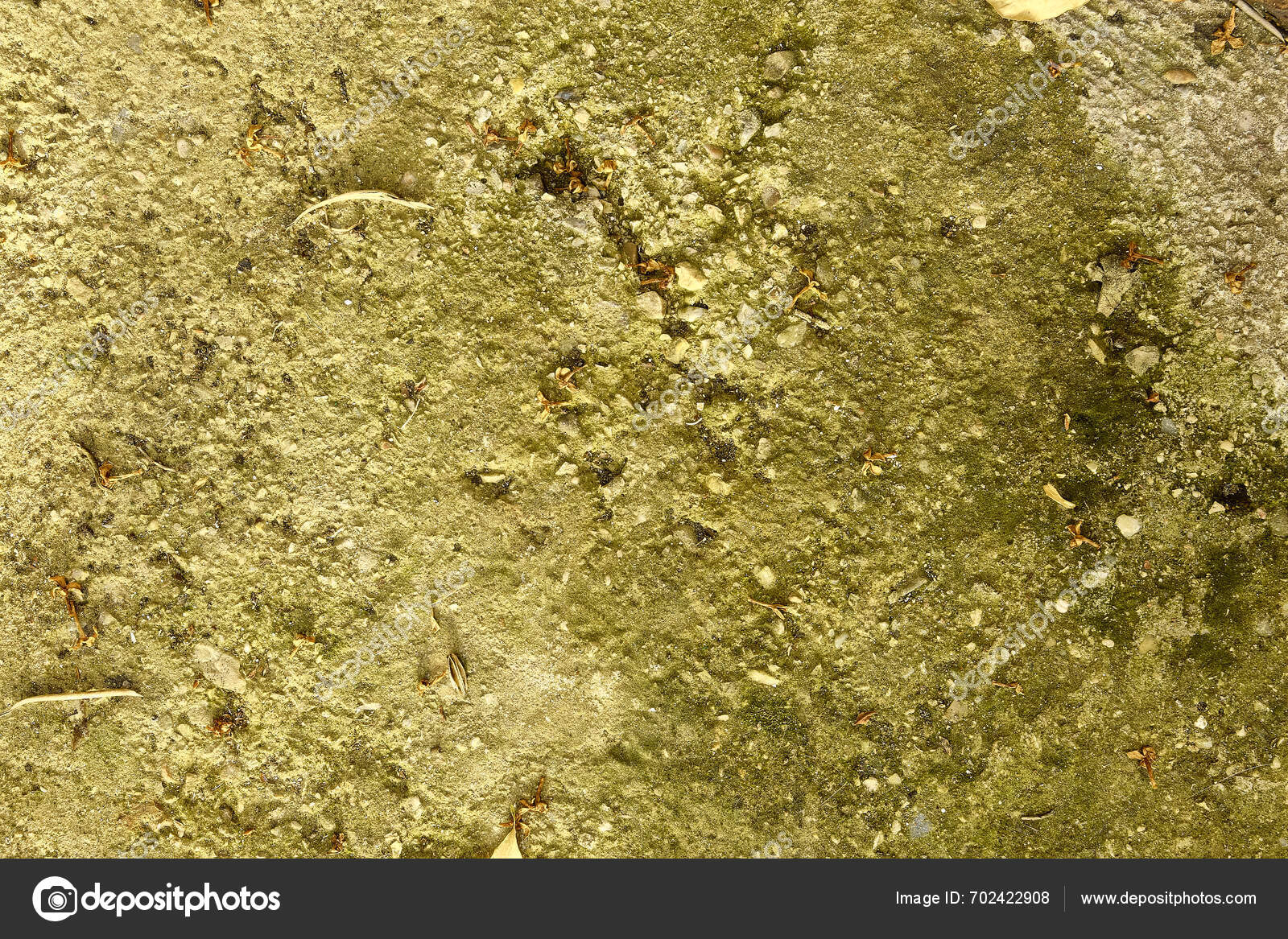 Soil Olive Leaves Moss Lichens Other Organic Materials Natural Texture ...