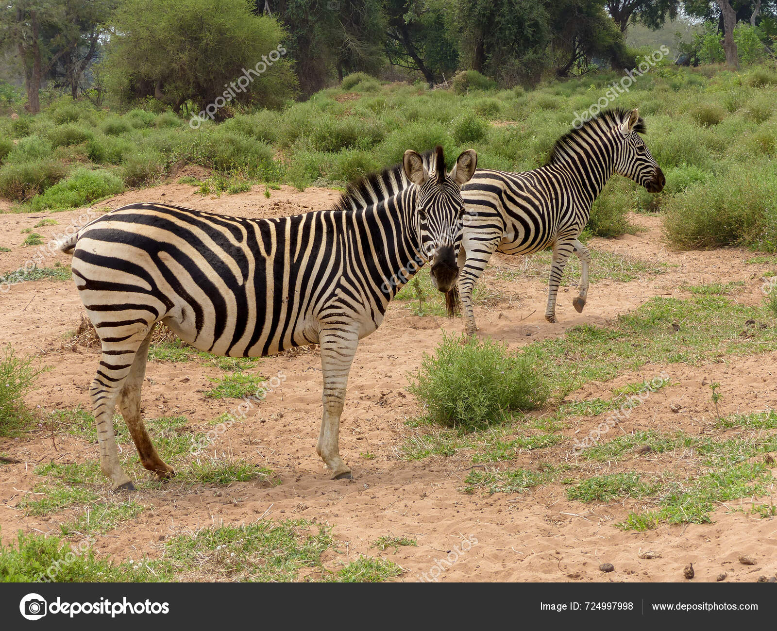 Two Zebra Standing Close One Looking Camera South Africa — Stock Photo ...