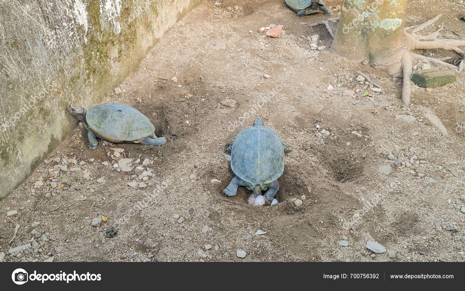 Turtles Tortoise Digging Sand Lay Eggs Kek Lok Temple Malaysia — Stock ...