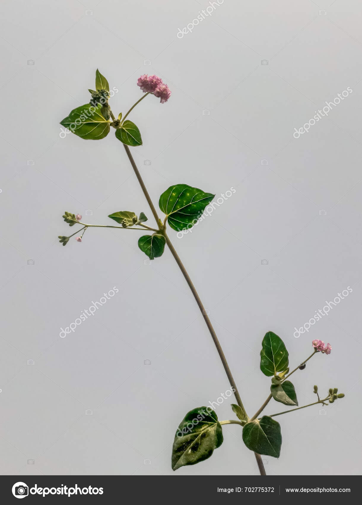 Boerhavia Diffusa Punarnava Also Known Red Spiderling Spiderling ...