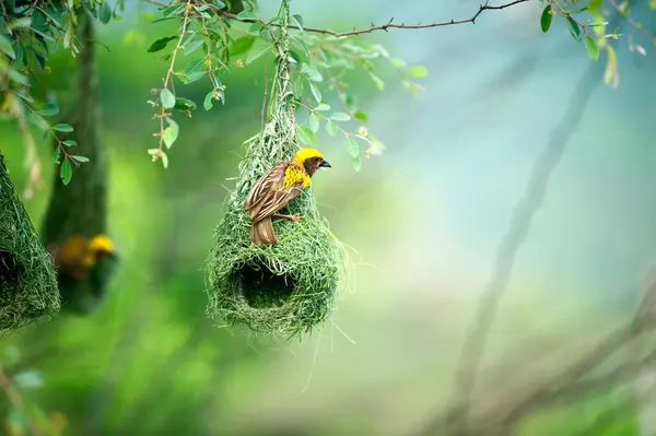 baya weaver nest indian birds wild life india - Stock Image - Everypixel