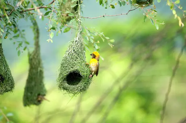 baya weaver nest indian birds wild life india - Stock Image - Everypixel
