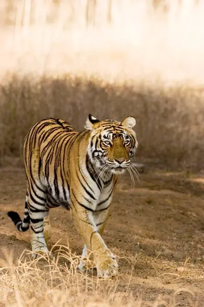 Tiger rajasthan Stock Photos, Royalty Free Tiger rajasthan Images ...