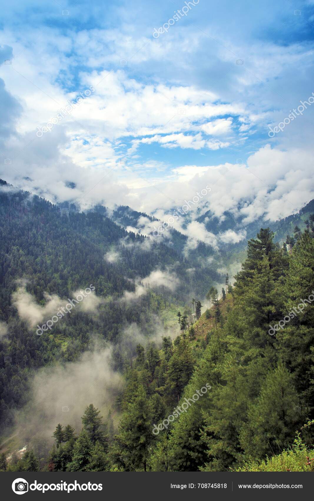 Valley Pine Trees Doodhpathri Budgam Kashmir India — Stock Photo © xyz ...