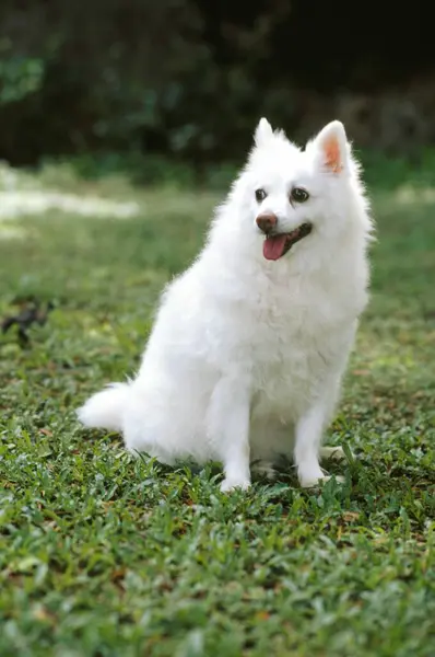 일본 소형 개 Stock Photos, Royalty Free 일본 소형 개 Images | Depositphotos