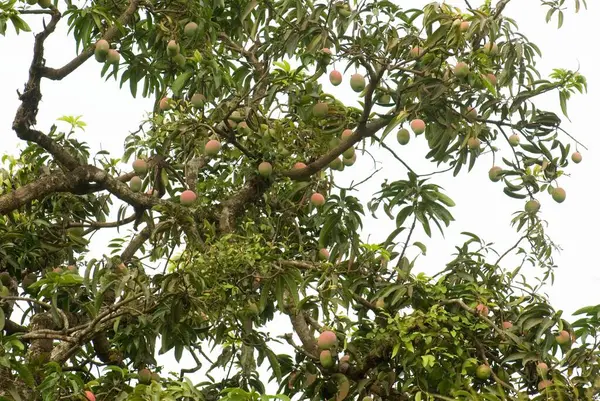 Tree fruit Stock Photos, Royalty Free Tree fruit Images | Depositphotos