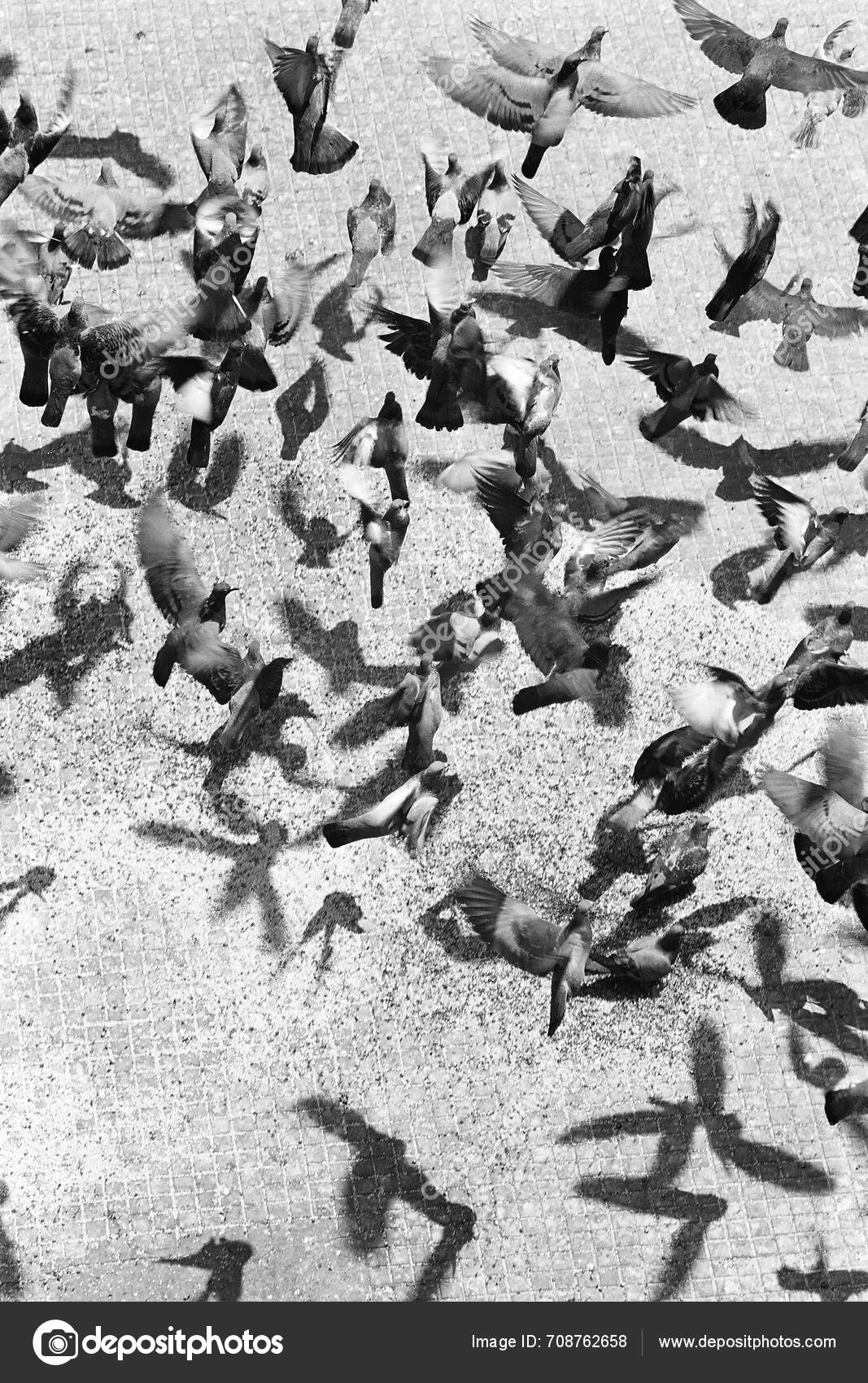 Shadow Birds Sitting Flying Mumbai Maharashtra India Asia — Stock Photo ...