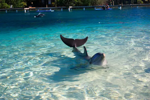 A bottlenose dolphin , Binomial name Tursiops Truncatus , Scientific ...