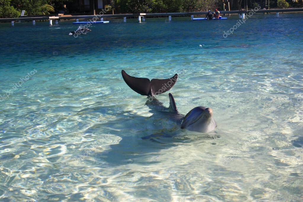 A bottlenose dolphin , Binomial name Tursiops Truncatus , Scientific ...