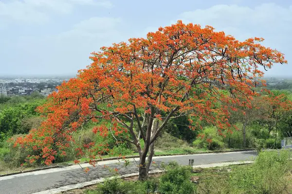 Скачать картинки Rahuri ahmednagar maharashtra, стоковые фото Rahuri ...