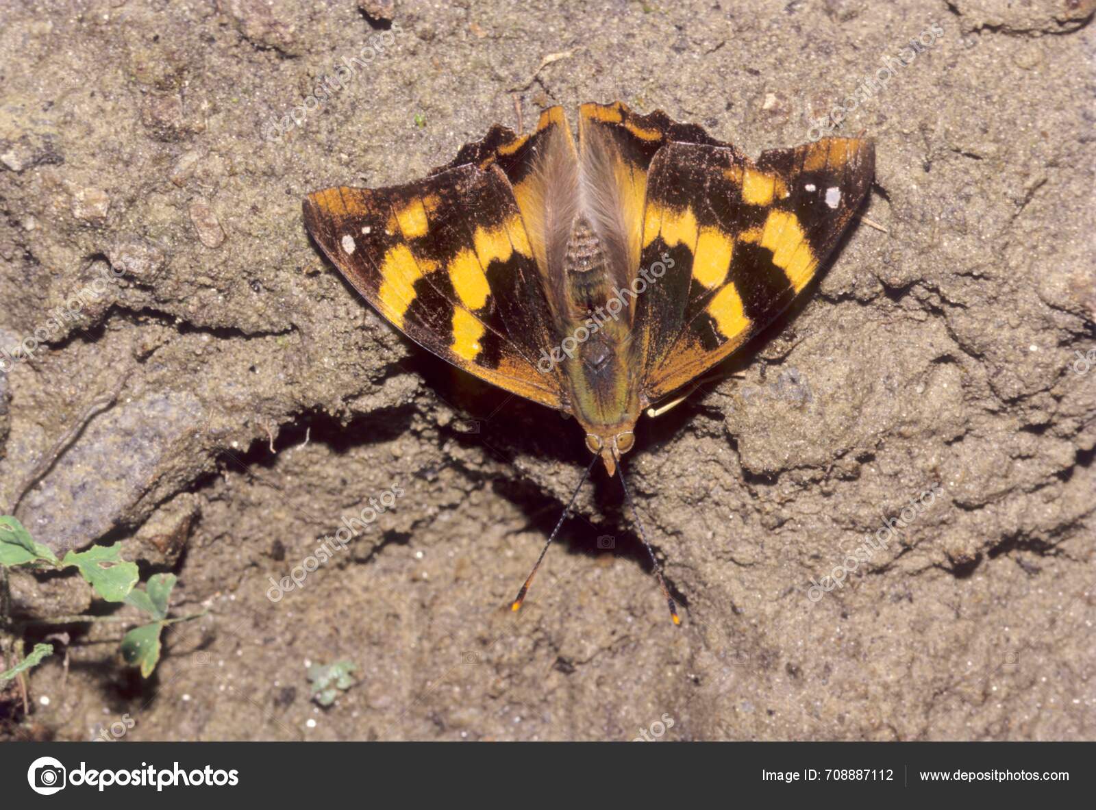 Insect Butterfly Himalayan Golden Emperor Dilipa Morgiana — Stock Photo ...