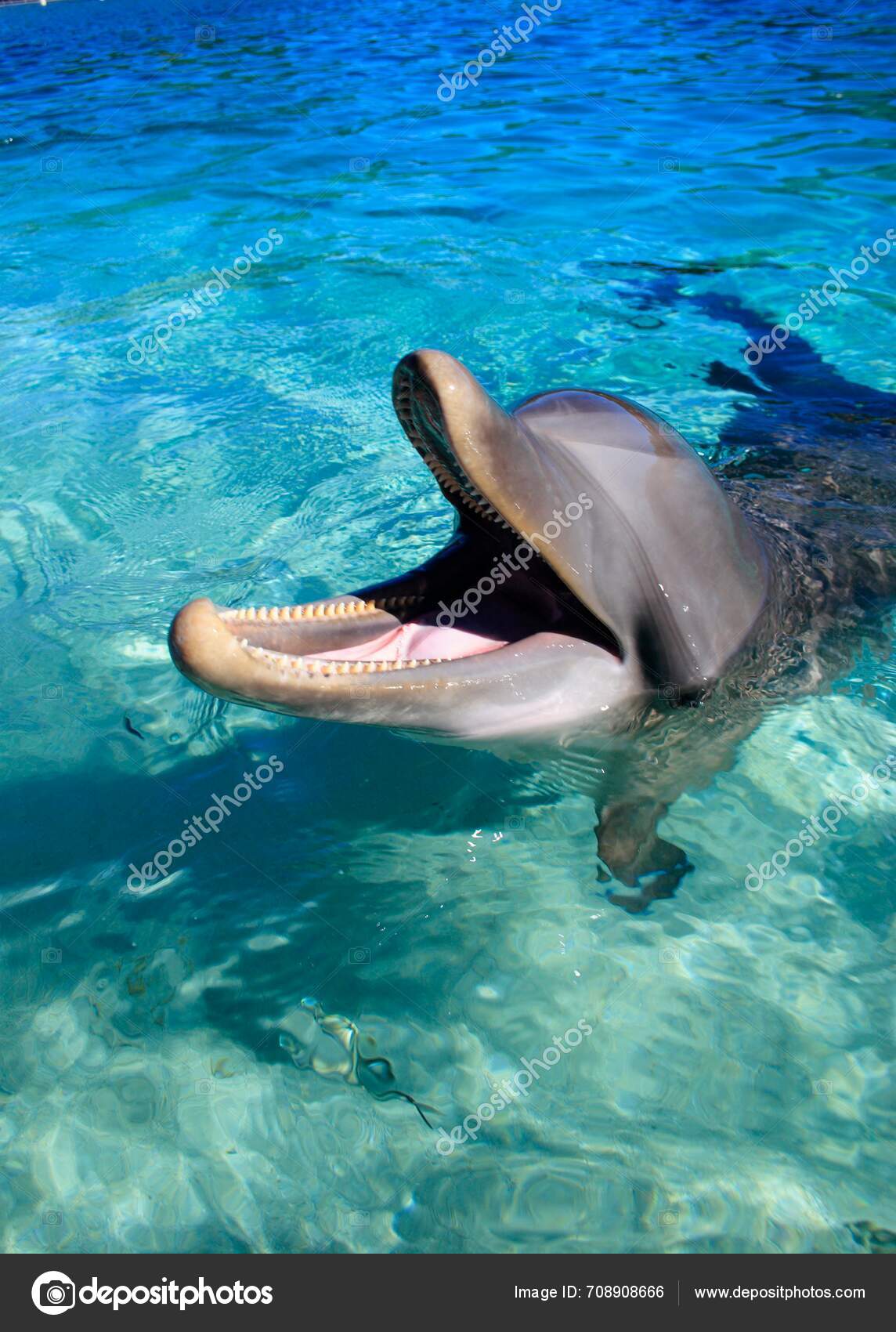 Bottlenose Dolphin Binomial Name Tursiops Truncatus Scientific ... Bottlenose Dolphin Binomial Name Tursiops Truncatus Scientific ...