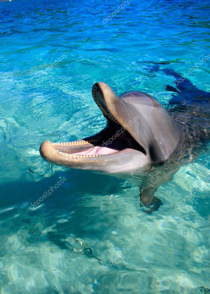 A bottlenose dolphin , Binomial name Tursiops Truncatus , Scientific ...