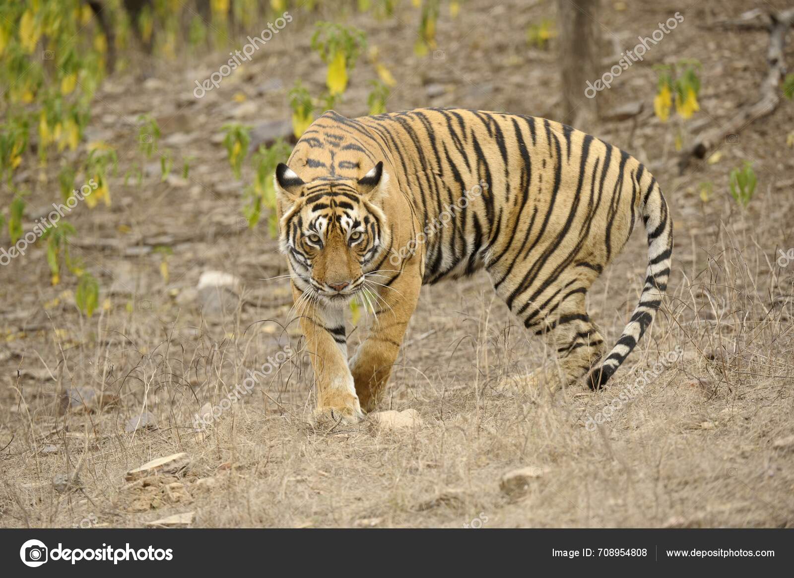 Tiger Ranthambore National Park Rajasthan India Asia — Stock Photo ...