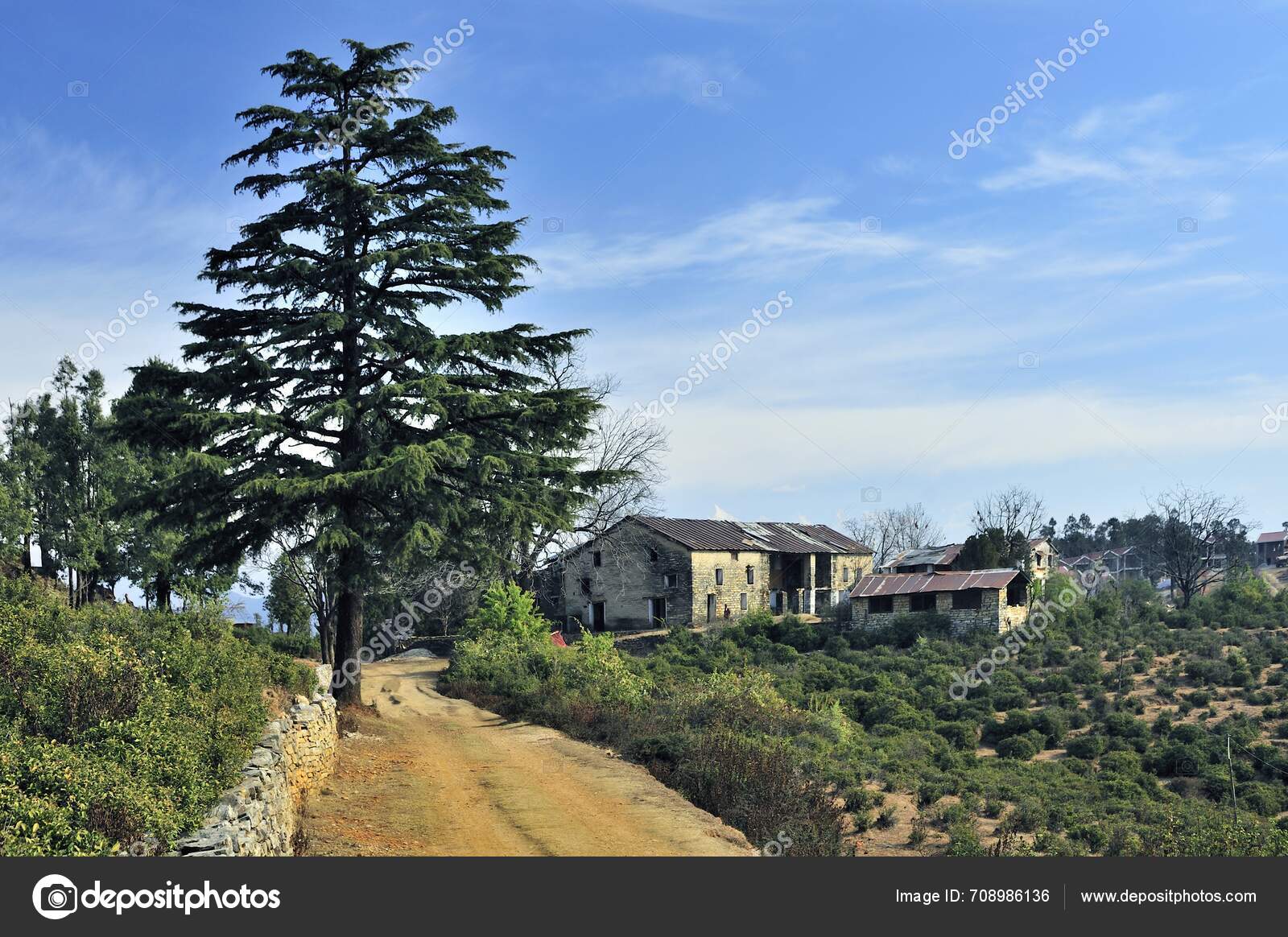 Deodar Tree Tea Garden Landscape Pithoragarh Uttarakhand India Asia ...