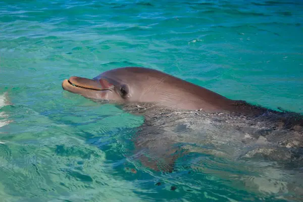 A bottlenose dolphin , Binomial name Tursiops Truncatus , Scientific ...