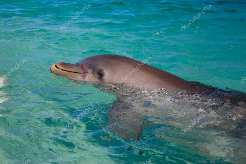 A bottlenose dolphin , Binomial name Tursiops Truncatus , Scientific ...