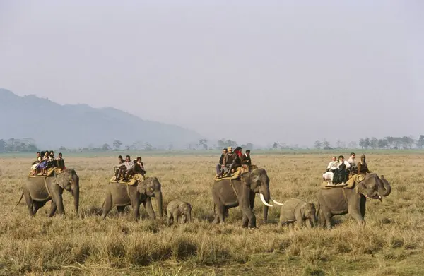 Indian elephants47410 photos wwf images libres de droit, photos de ...