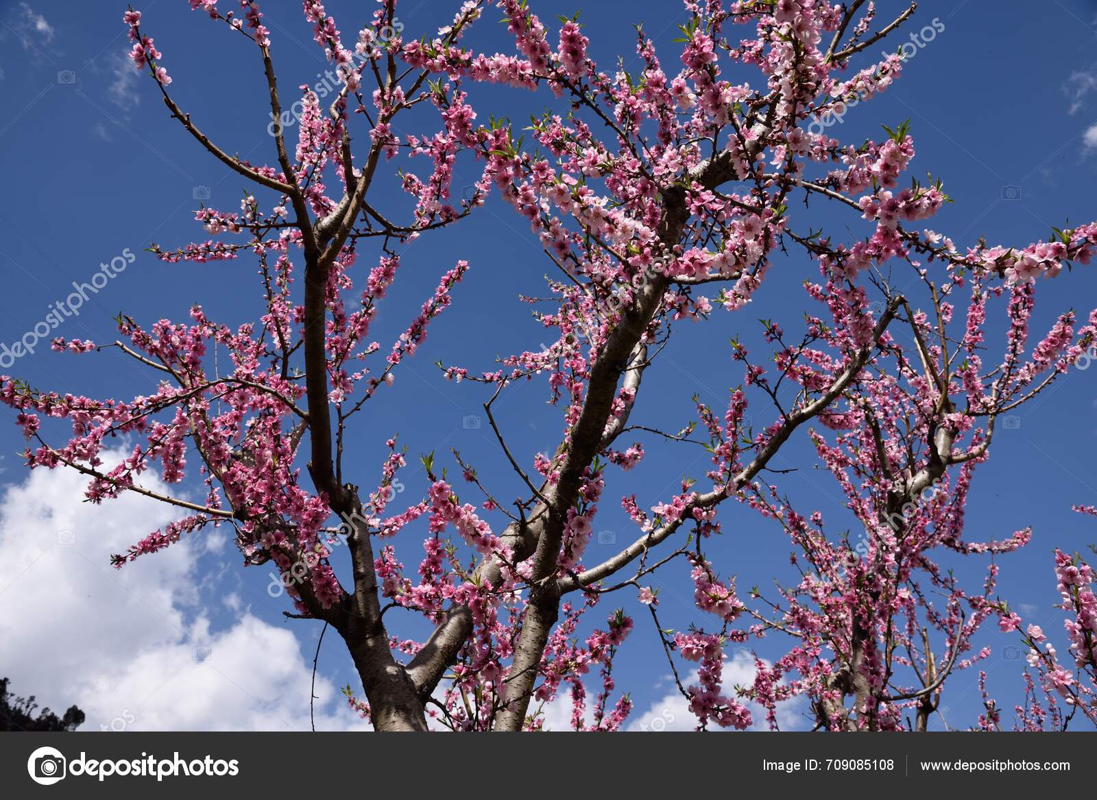 Peach Tree Kasauli Himachal Pradesh India Asia — Stock Photo © xyz ...